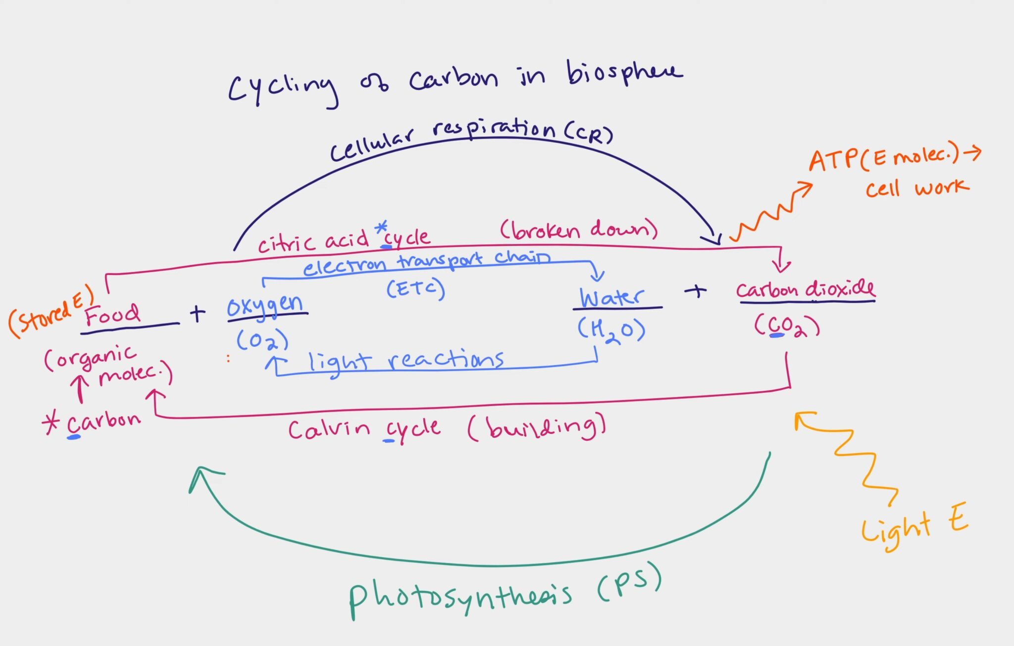 What is the Relationship Between Photosynthesis and Cellular ...