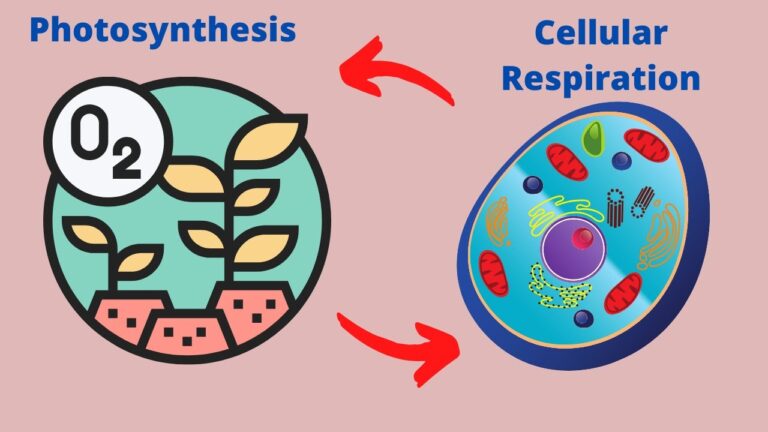 What is the Relationship Between Photosynthesis and Cellular ...