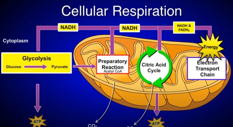 What are the Reactants of Cellular Respiration? - A Closer Look
